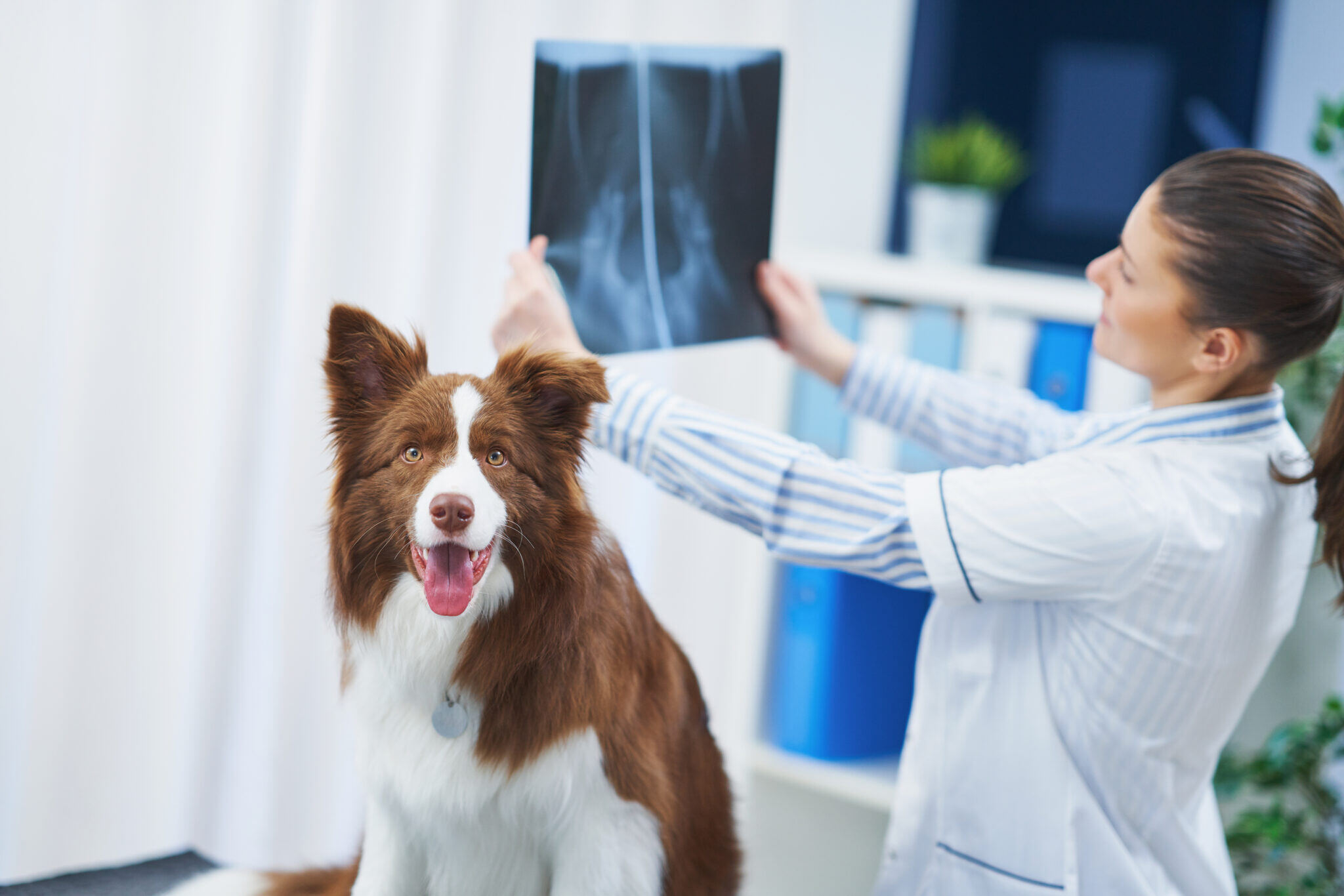 Decoding Animal AEs: How Veterinary Clinical Trials Use Specialized ...